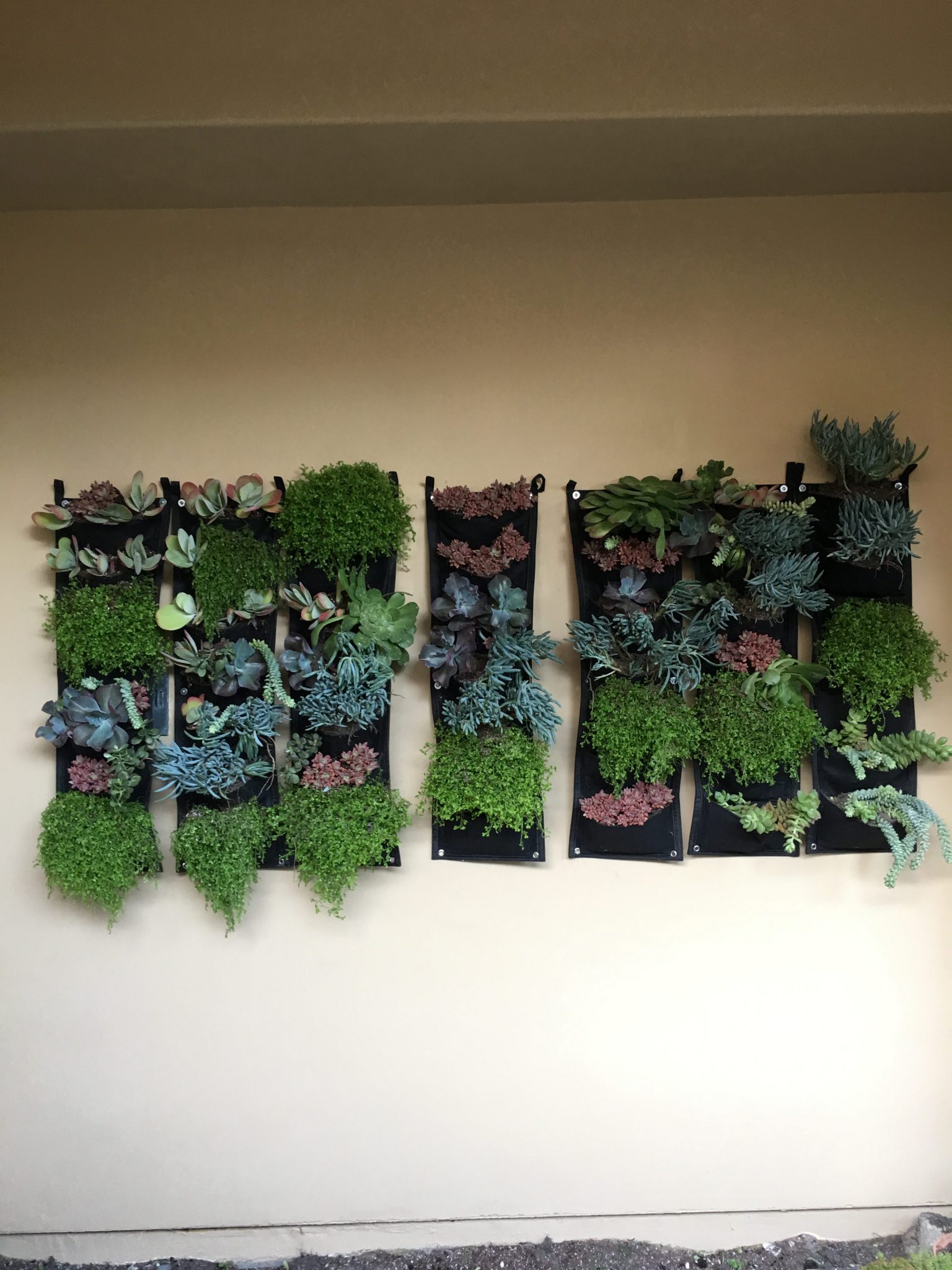 Beautify Your Home with a DIY Living Wall - Ounce of Salt