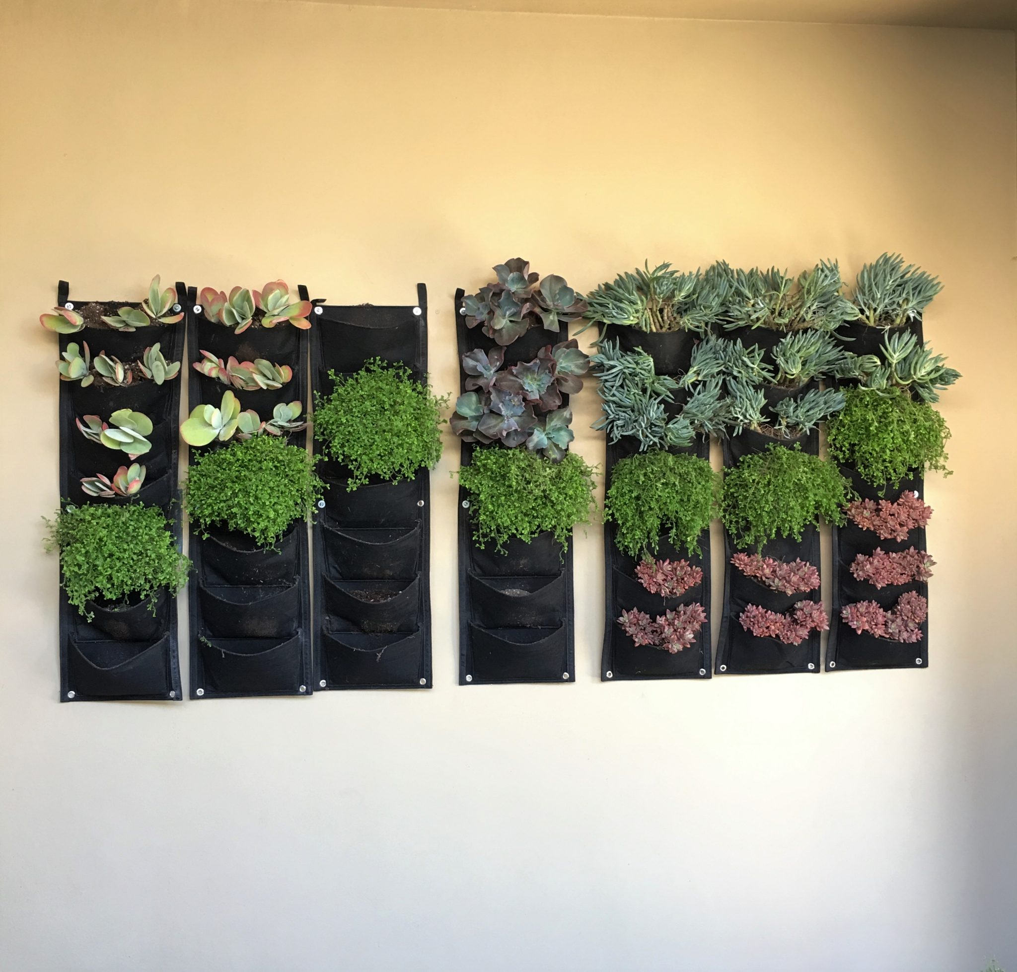 Beautify Your Home with a DIY Living Wall - Ounce of Salt